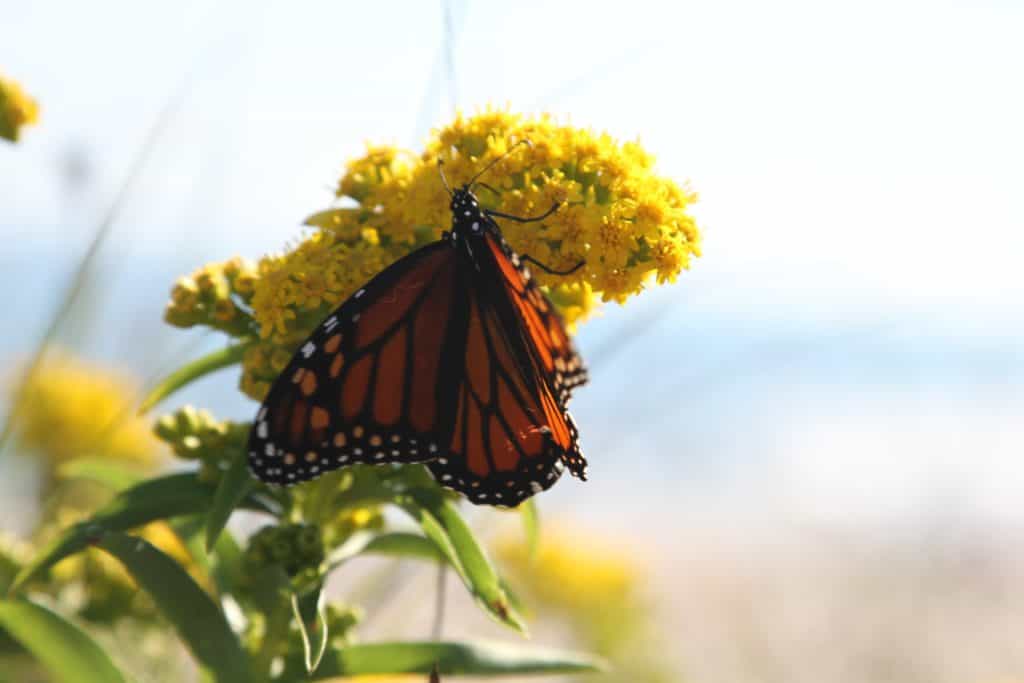 What Does Natural REALLY Mean Feather Bone Safe Skincare For Mama